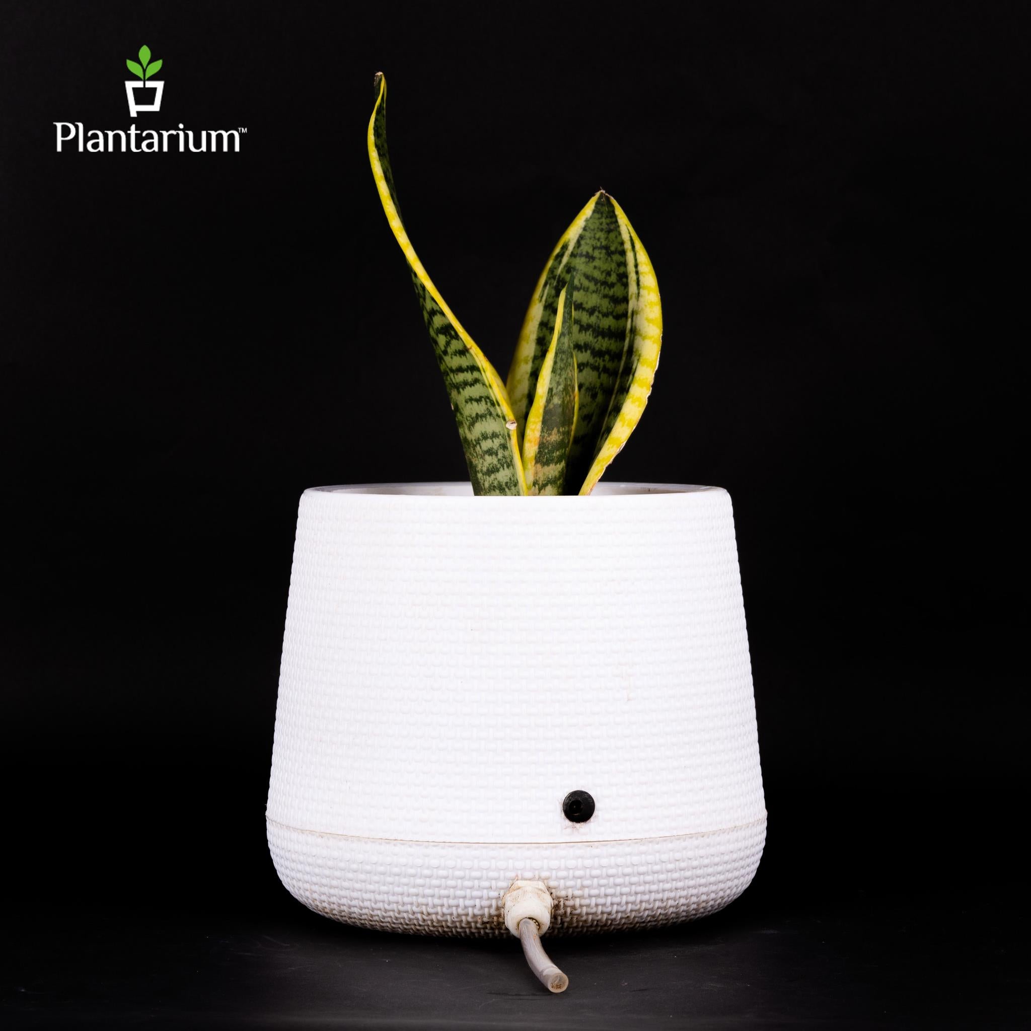 PVC 9440-MK LED Pot – 8 Inch Height | LED Glow Pot for Indoor Gardenin ...