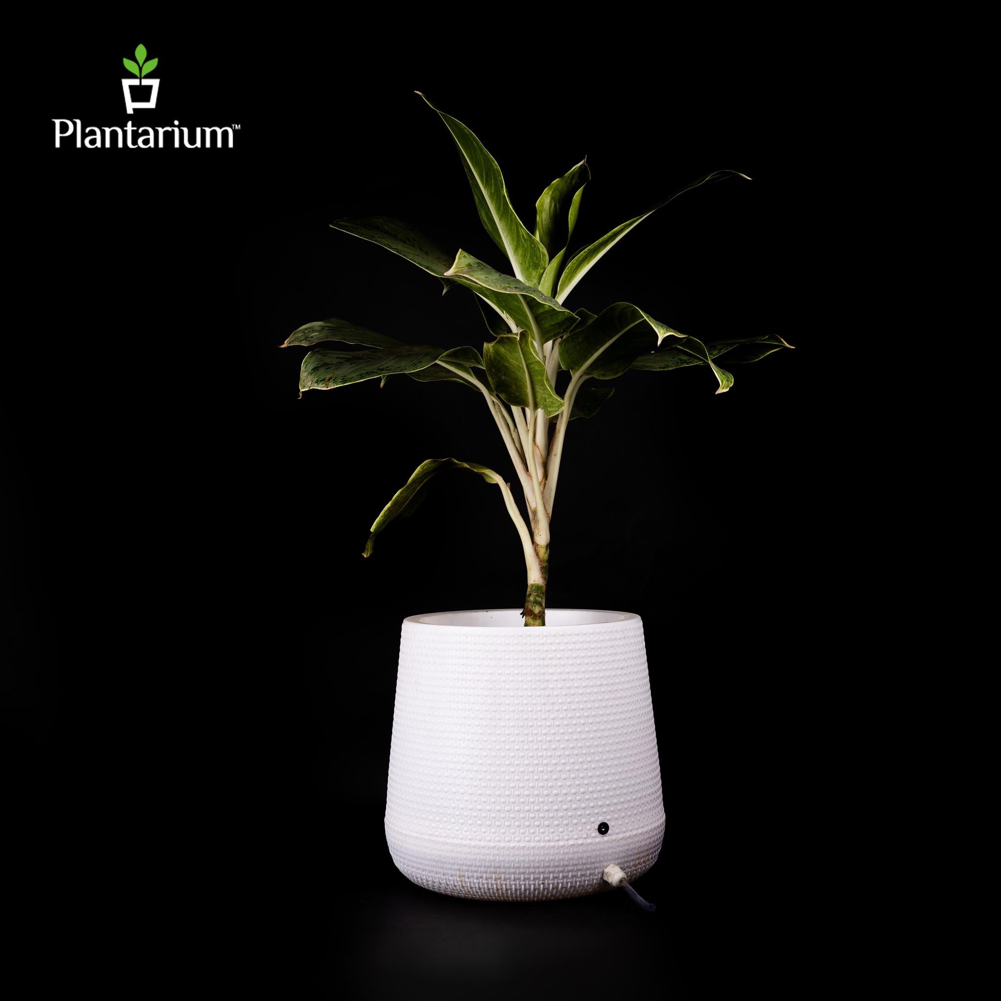 PVC 9450-MK LED Pot – 12 Inch Height | Light-Up LED Pot for Outdoor Us ...