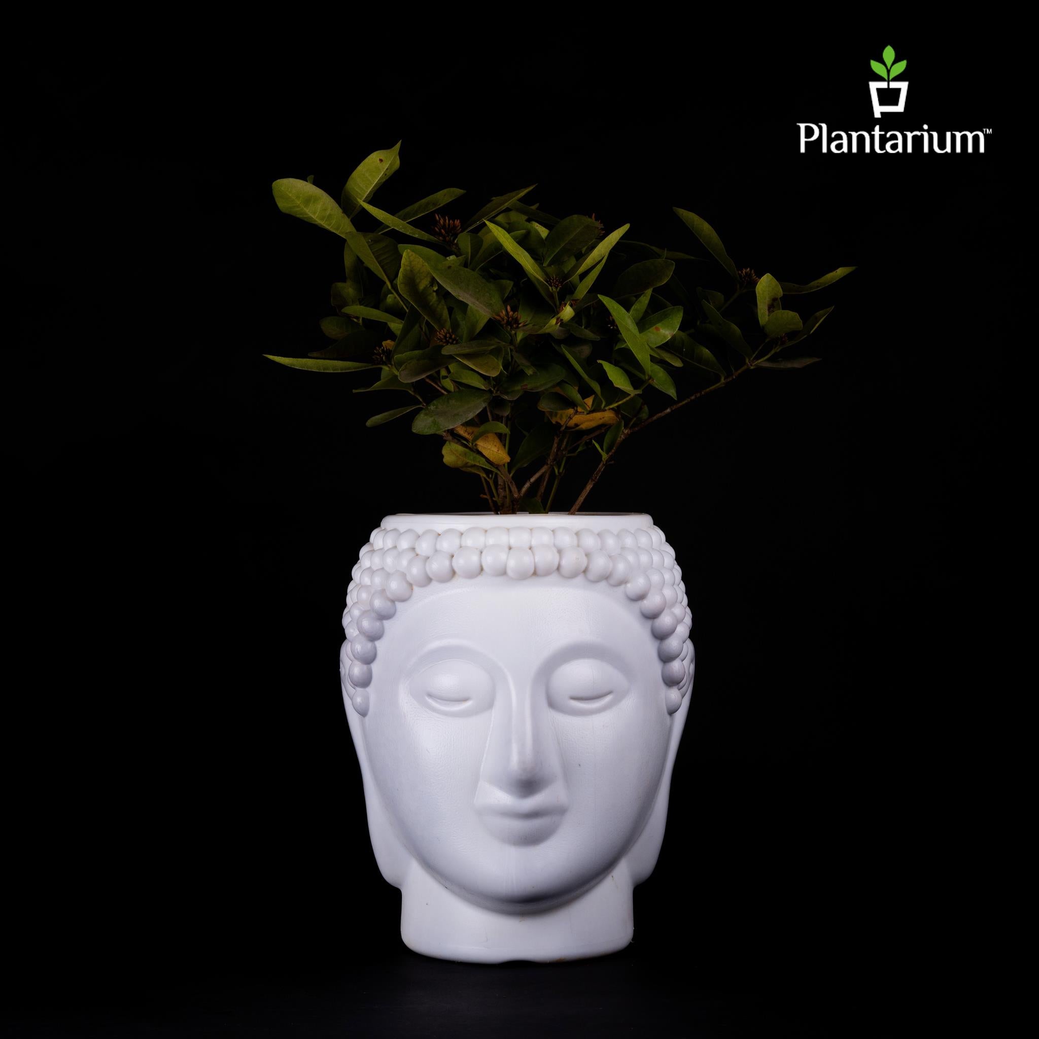 PVC 2807 Buddha Pot – 12 Inch Height | Designer Buddha Face Pot for Pl ...