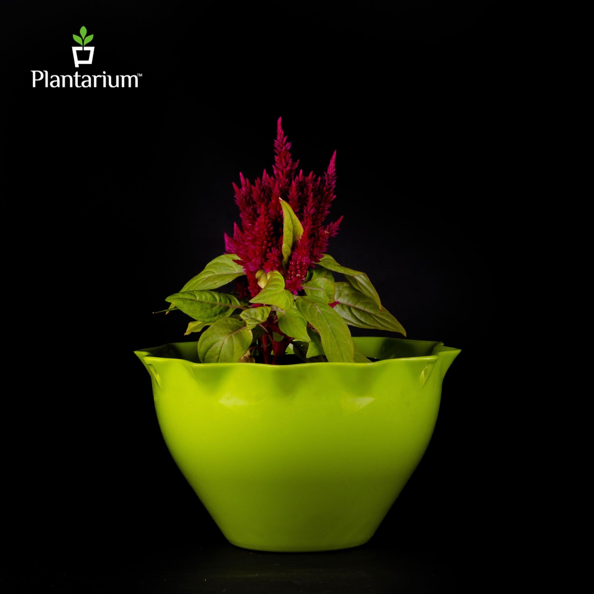PVC 555 Blossom Hanging Pot – 8 Inch length | Hanging Blossom Design P ...