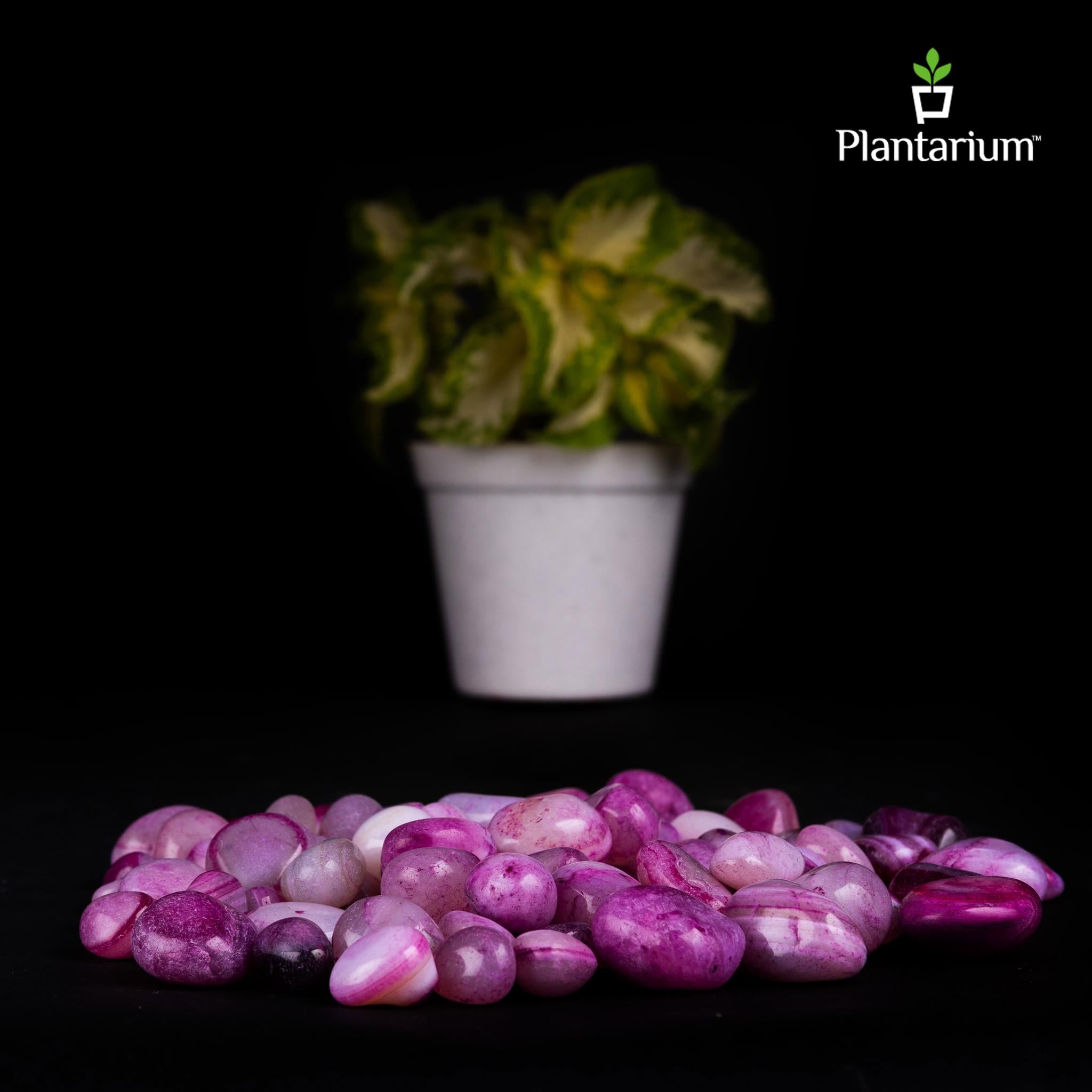 Purple Onyx Pebbles | Premium Polished Onyx Stones for Aquarium, Decor ...