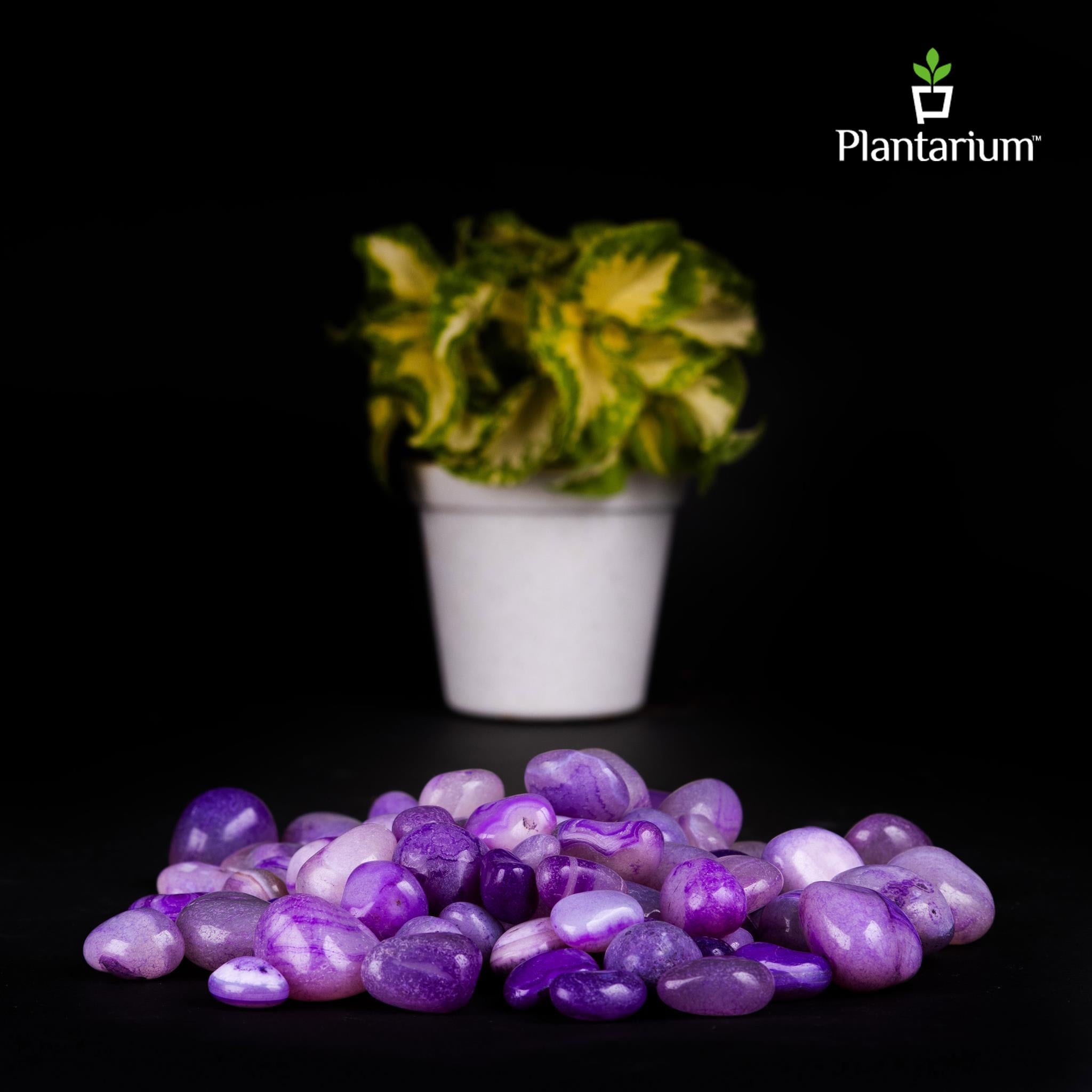 Lavender Pebbles | Colored Decorative Pebbles for Landscaping, Vases ...