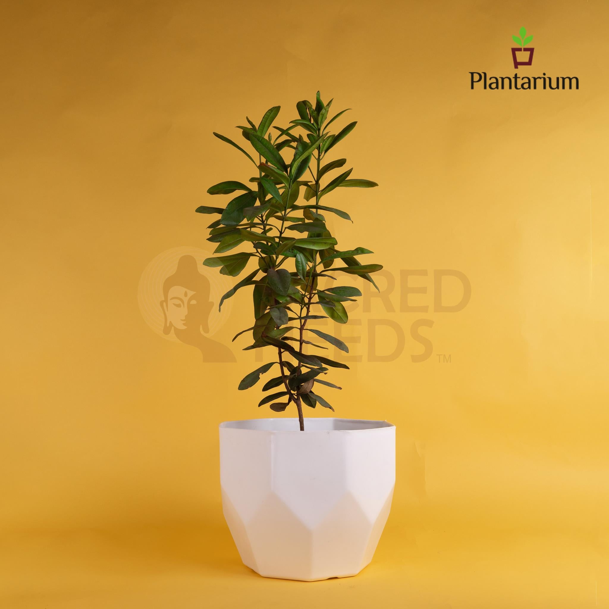PVC 211 Omnix Pot – 9 Inch Height | Modern Textured Planter Pot for In ...