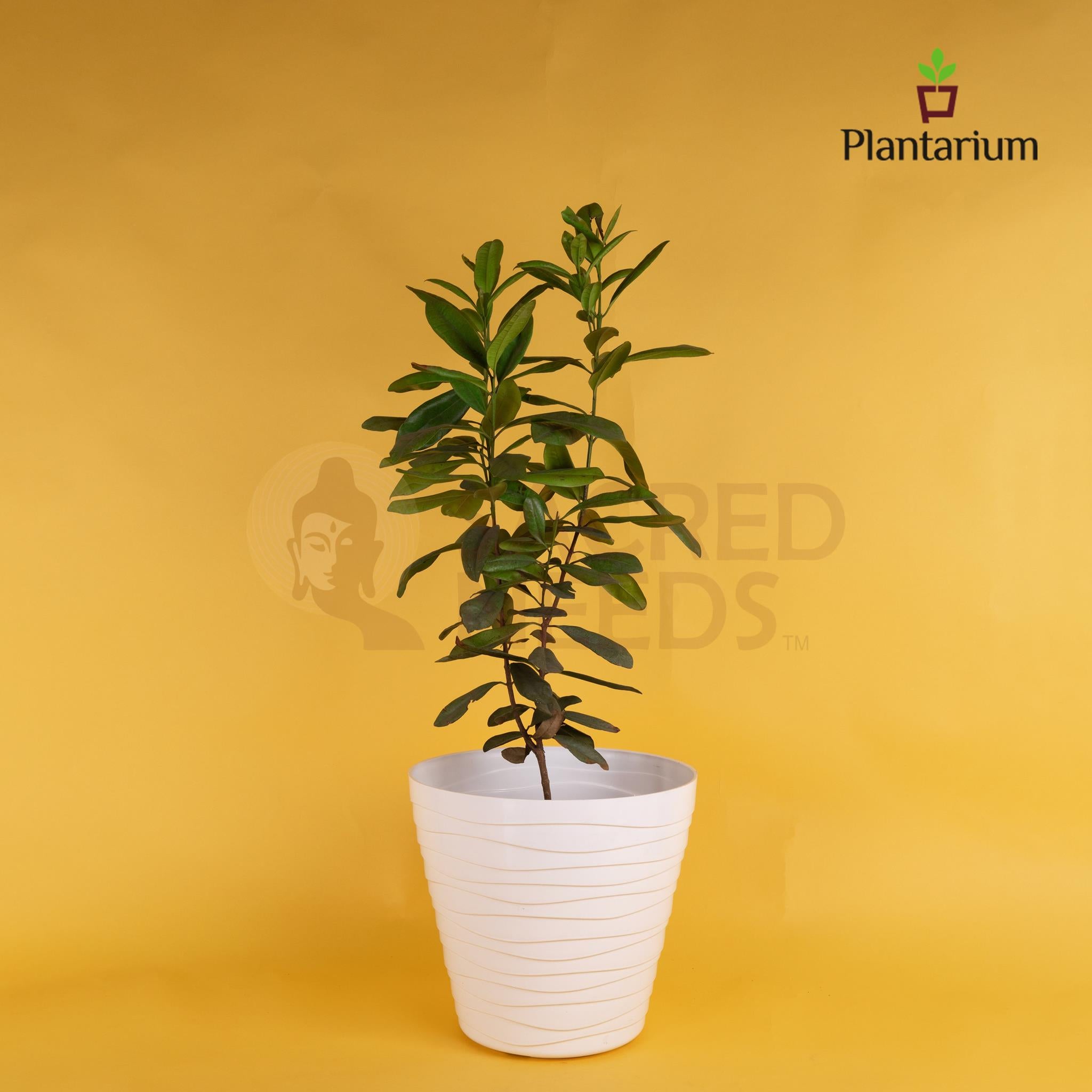PVC 210 Matrix Pot – 9 Inch Height | Stylish PVC Pot with Matrix Finis ...