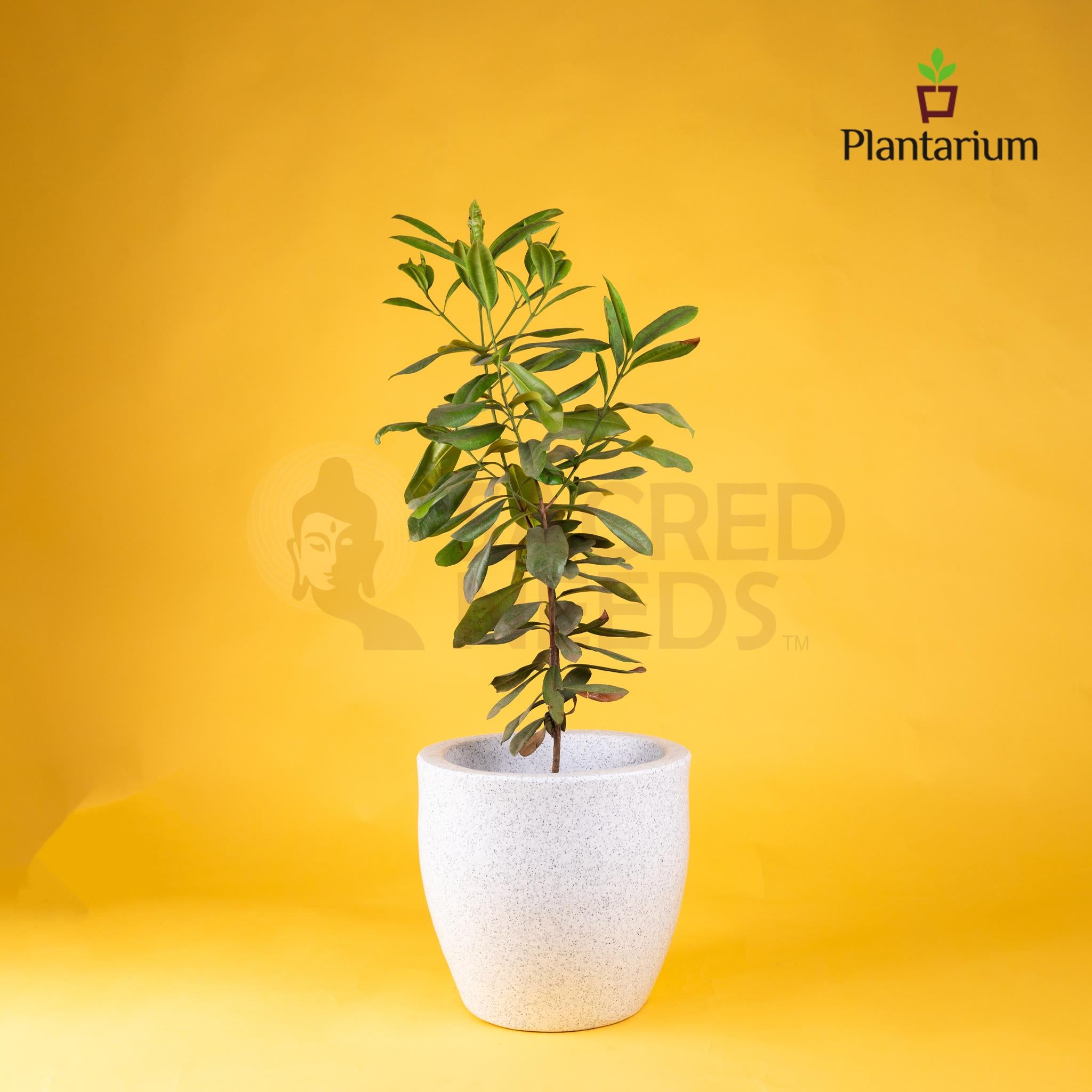 Fiber Alpha-H-Convessa Pot – 9.25 Inch Height | Premium Designer Pot f ...