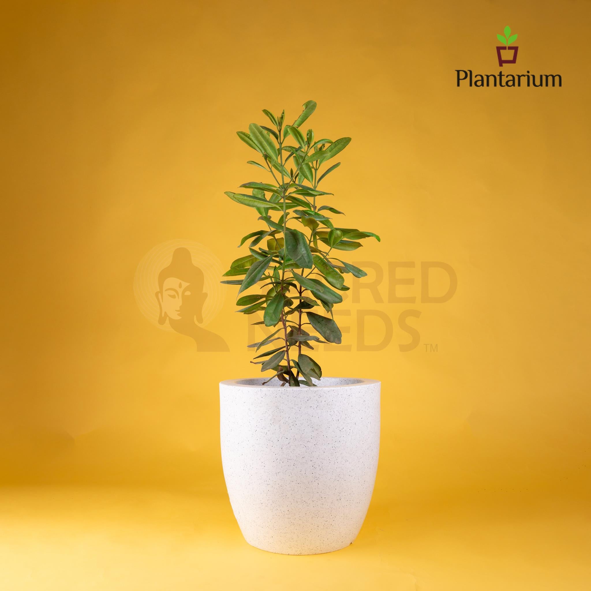 Fiber Alpha-H-Convessa Pot – 11.25 Inch Height | Decorative Fiber Pot ...