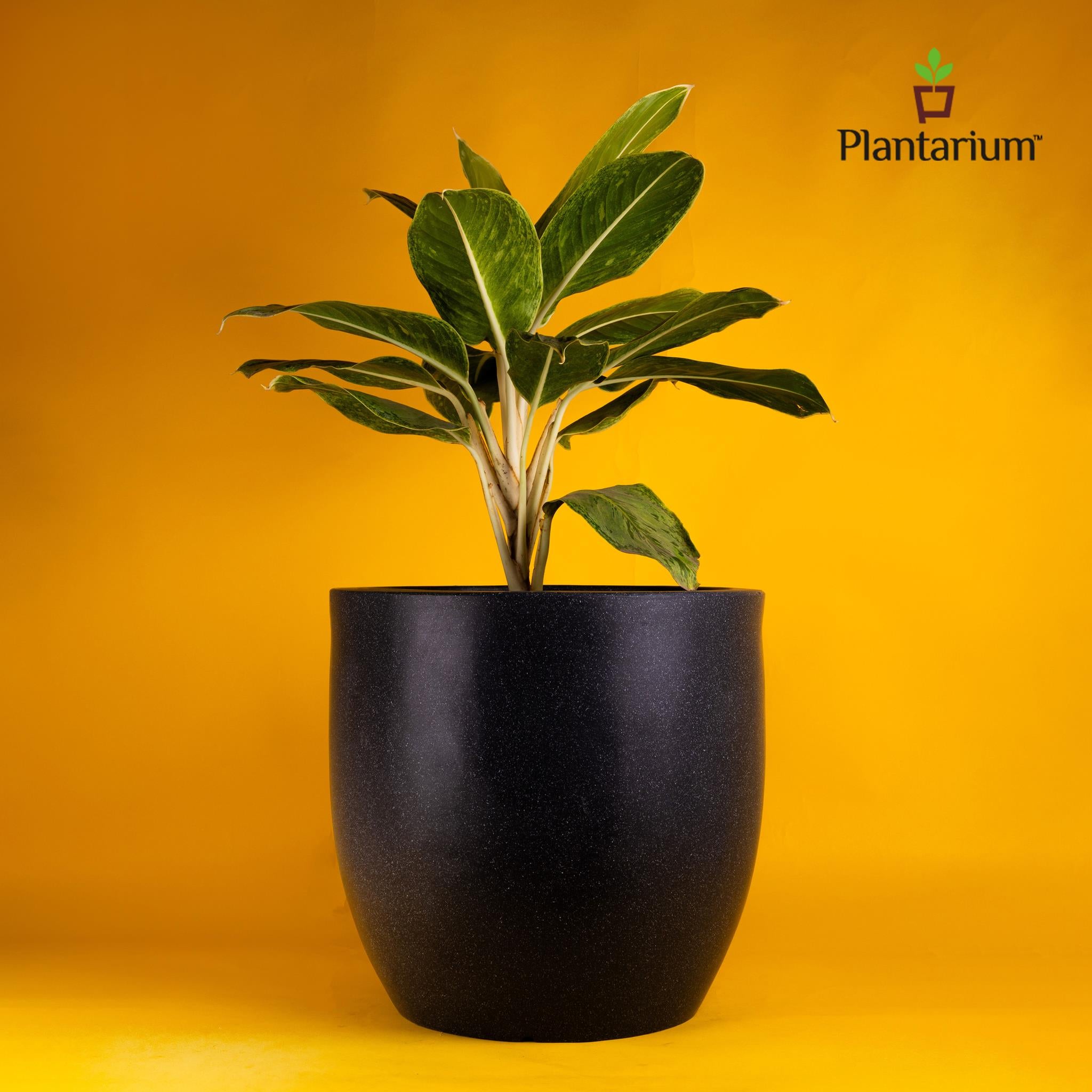 Fiber Alpha-H-Convessa Pot – 16 Inch Height | Contemporary Planter for ...
