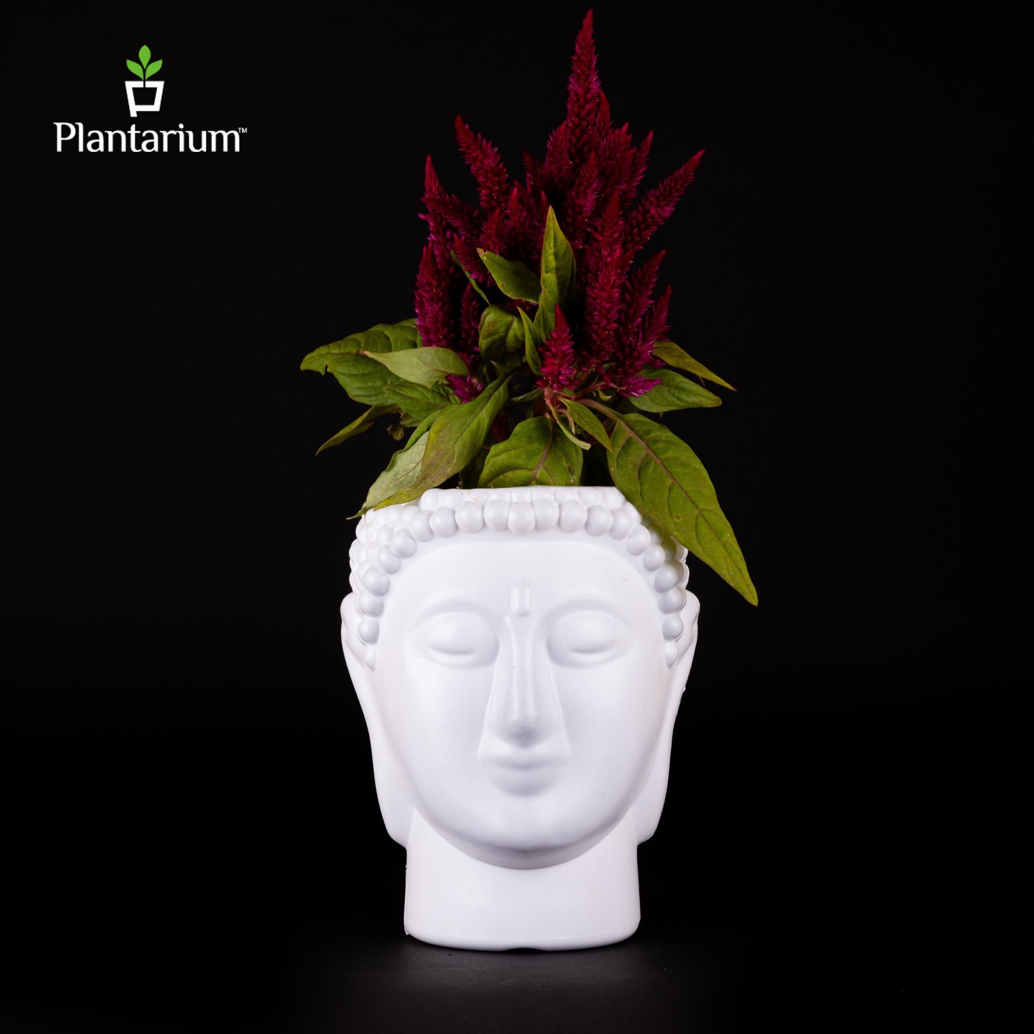 PVC Buddha Pot – 8 Inch Height | Decorative Buddha Planter for Home, B ...