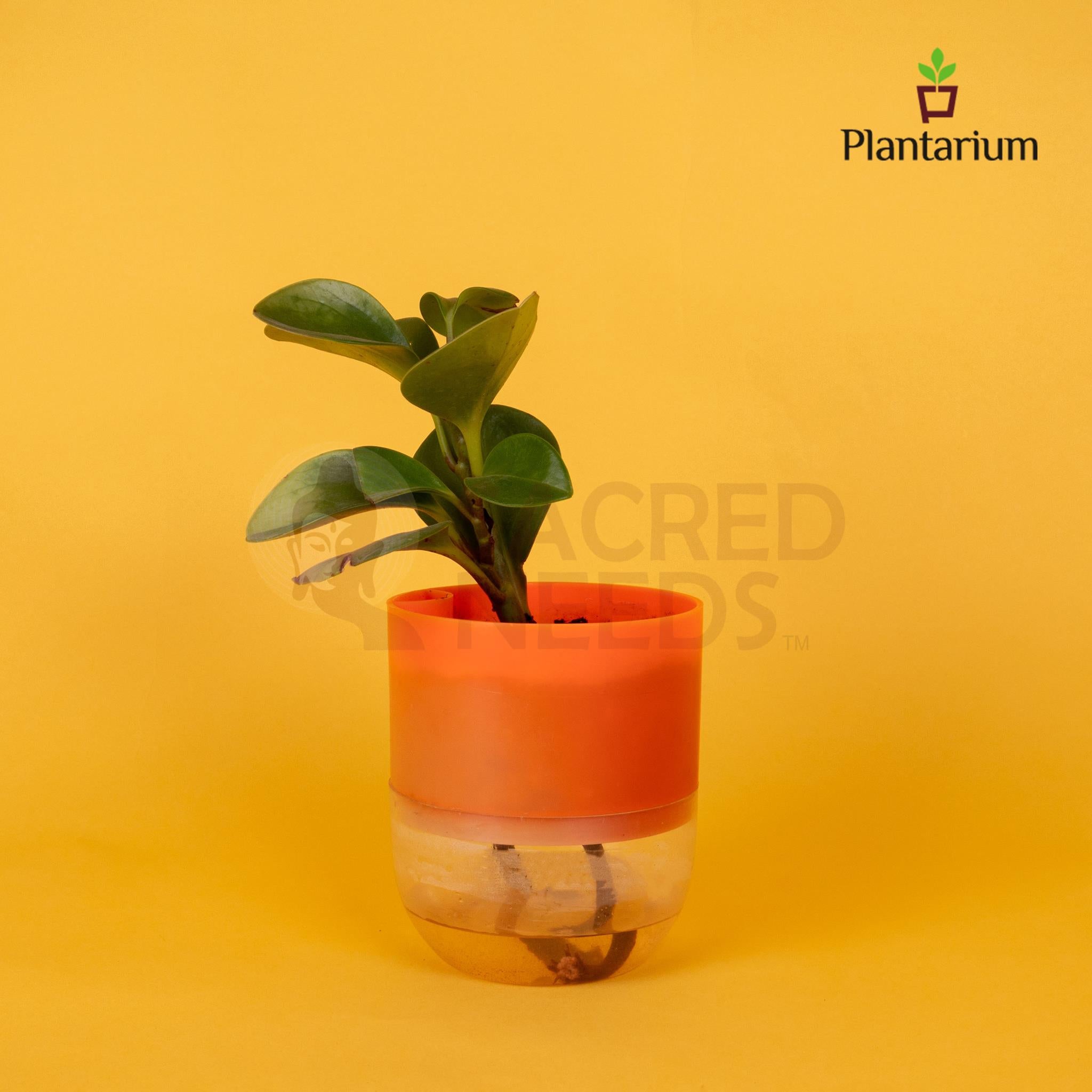 Crystal Round SW Pot – 5 Inch Height | Elegant Round Crystal Pot for D ...